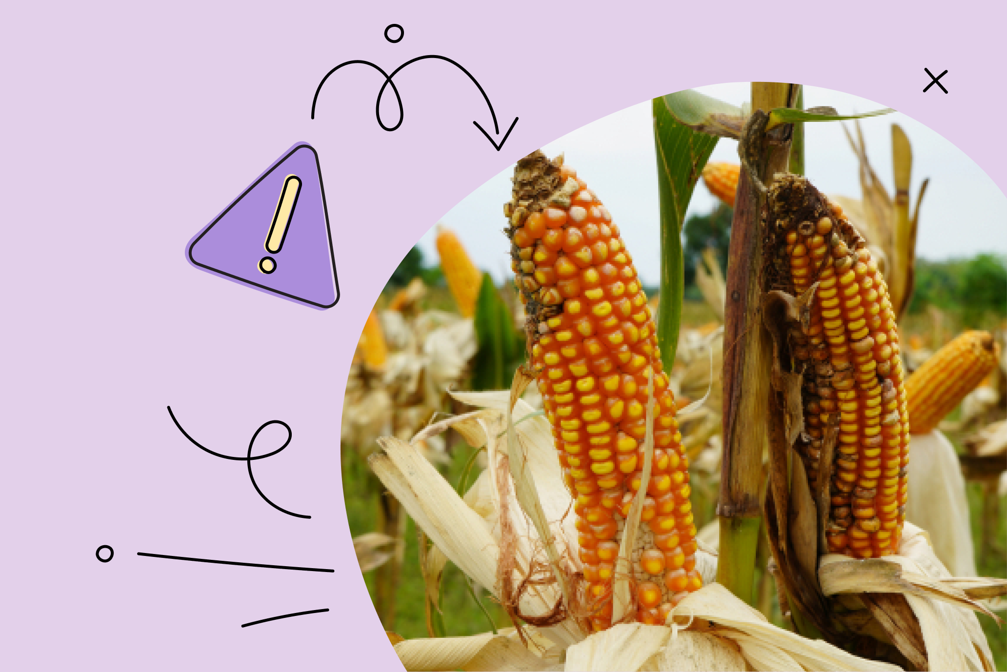Dangers of Aflatoxins You Should Know — Unimeal